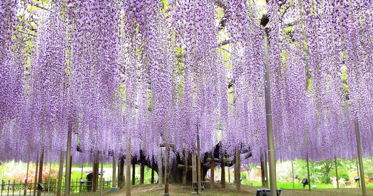 [Tokyo Suburbs] Ashikaga Flower Park & Strawberry Farm Picking Experience & Sano Premium Outlets ...